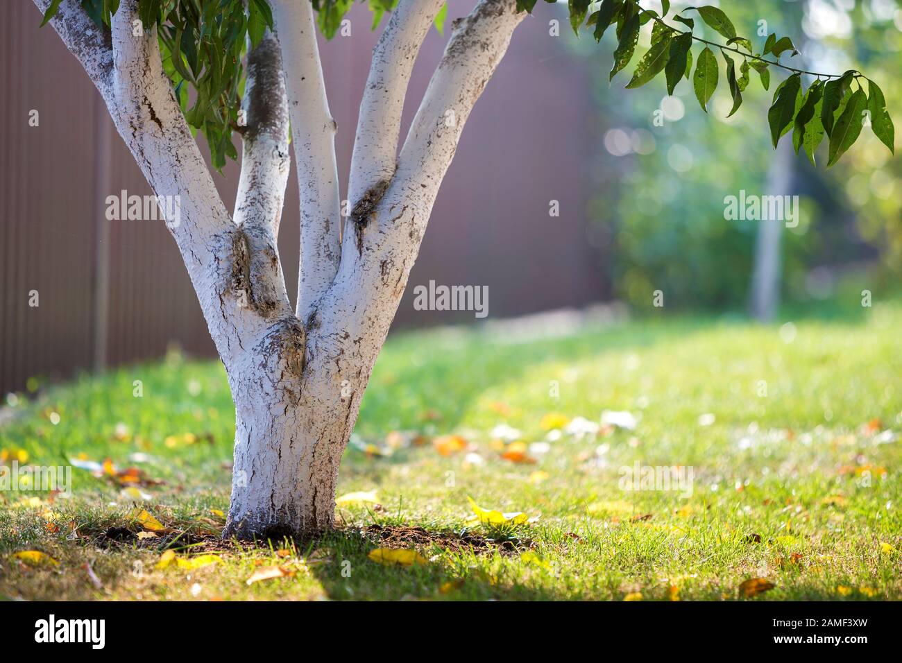 Whitewashed bark of tree growing in sunny orchard garden on blurred ...