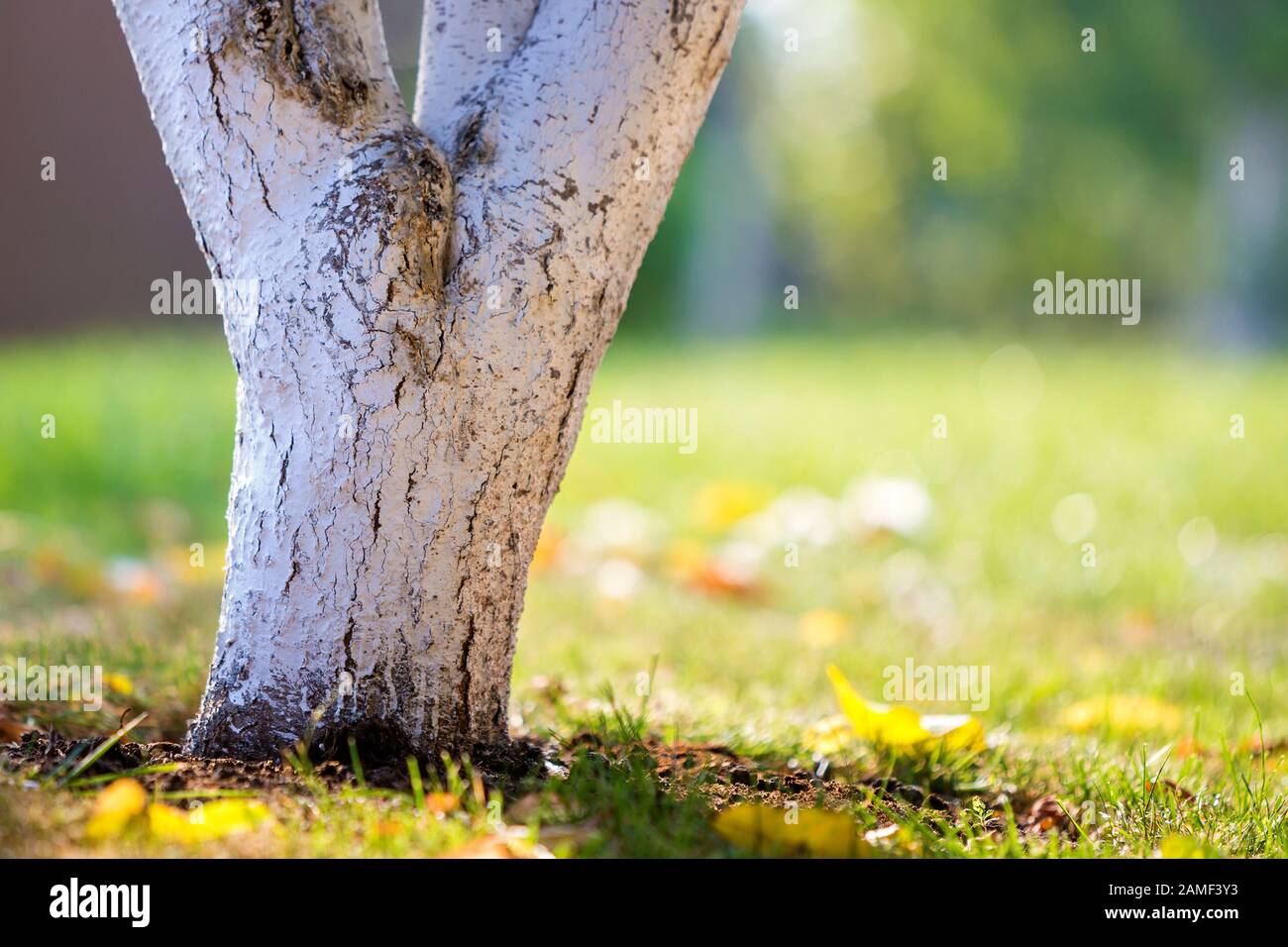 Whitewashed bark of tree growing in sunny orchard garden on blurred ...