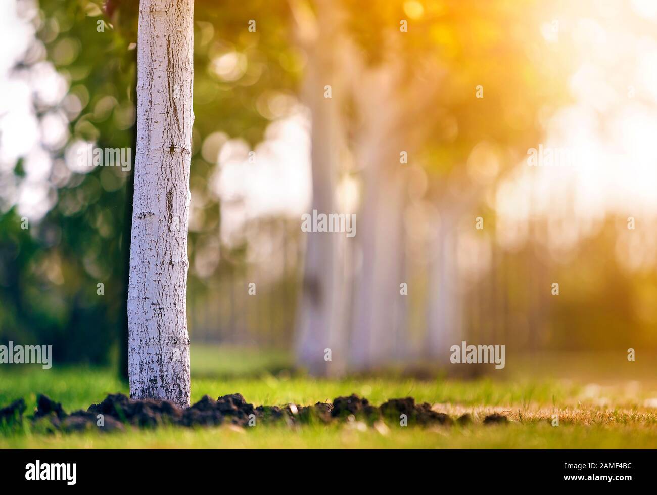 Whitewashed bark of tree growing in sunny orchard garden on blurred ...