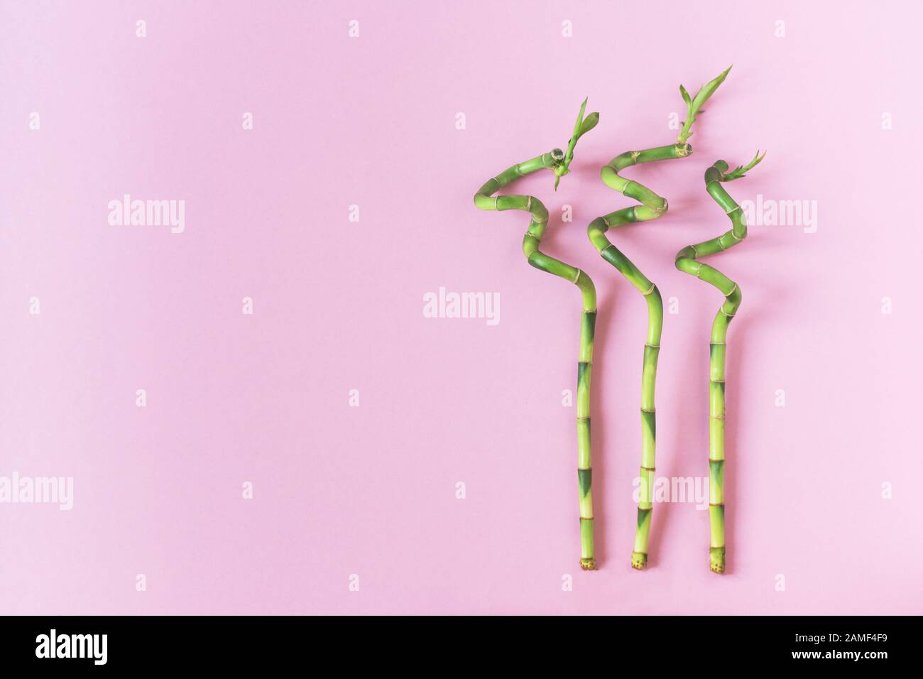 Three branches of bamboo lying on pink background flat lay. Ecology ...