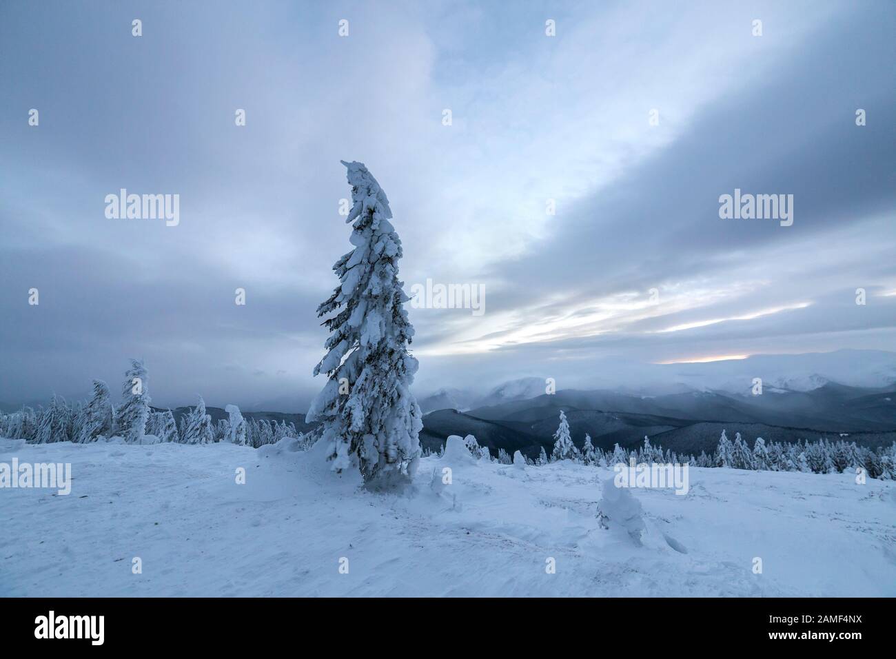 Winter blue landscape. Spruce tree in deep snow on mountain clearing on ...
