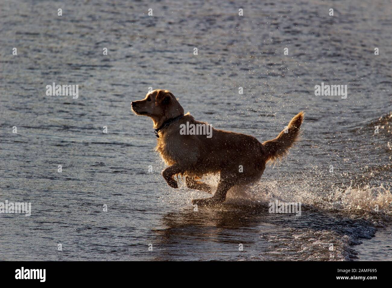 Dog running into the sea hi-res stock photography and images - Alamy