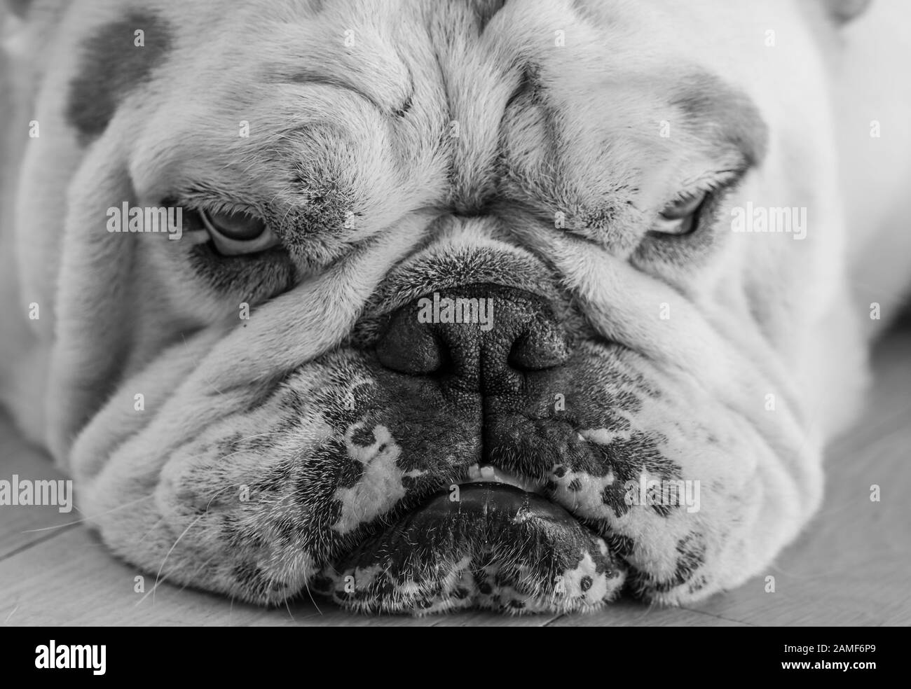 English Buldog High Resolution Stock Photography and Images - Alamy