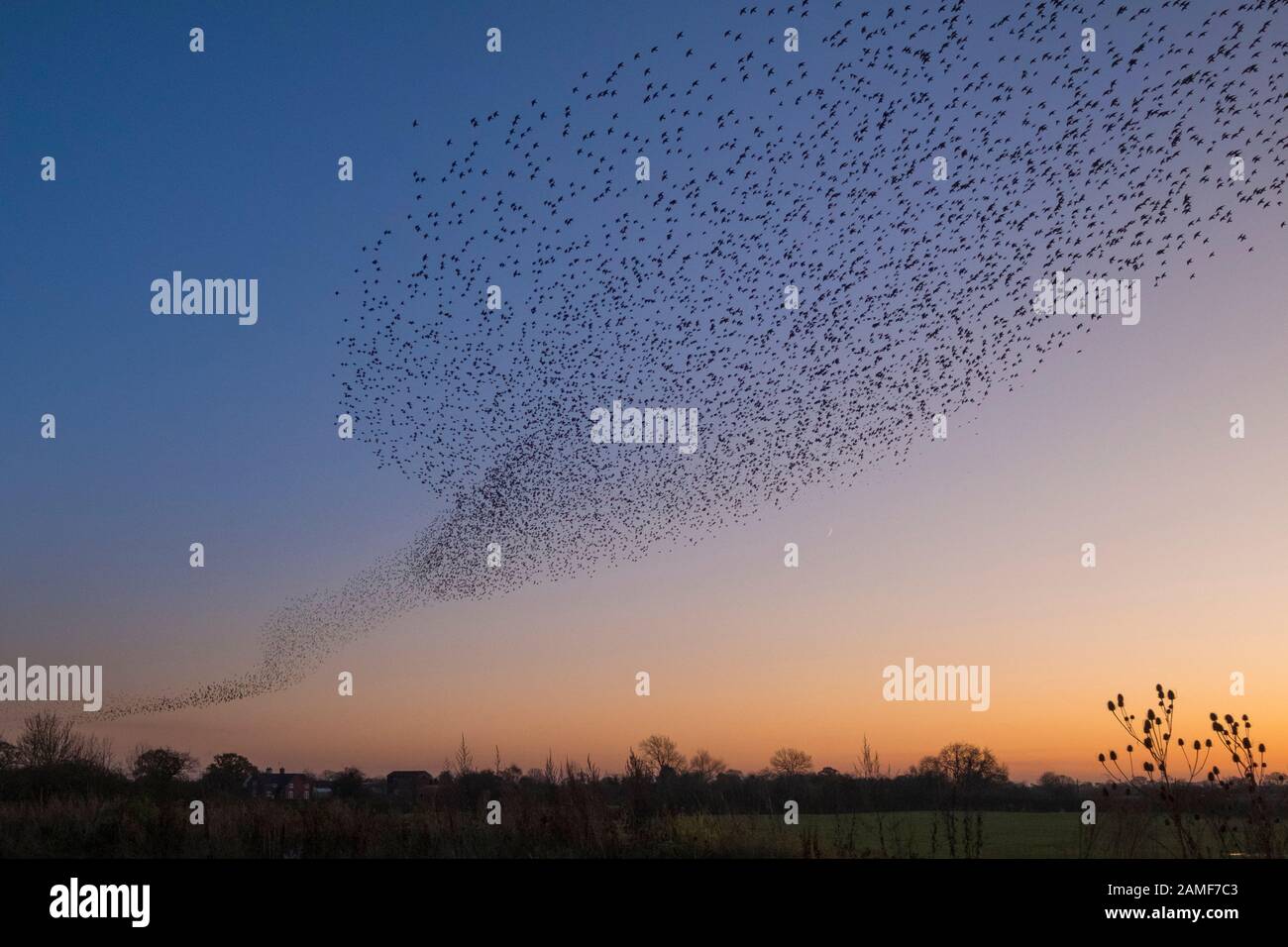 Whixall nature reserve hi-res stock photography and images - Alamy