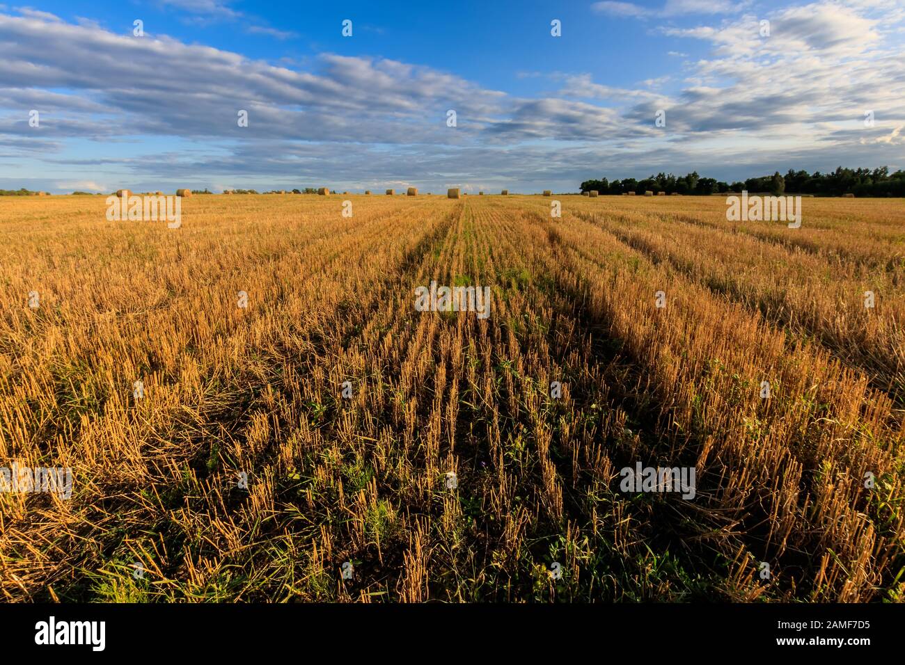 Haystacks on the field in Autumn season. Rural landscape with cloudy ...