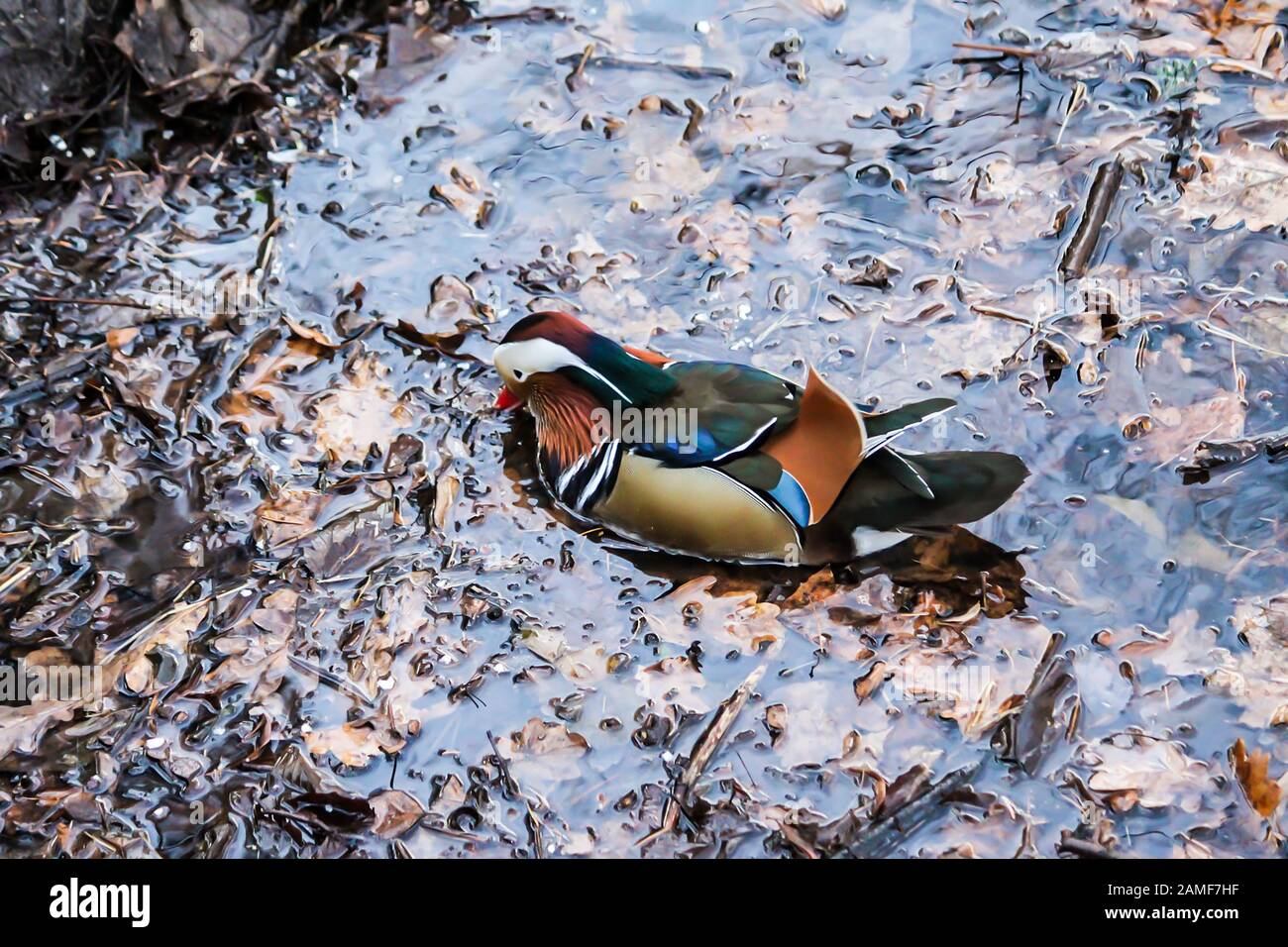 Asian aquatic birds hi-res stock photography and images - Alamy