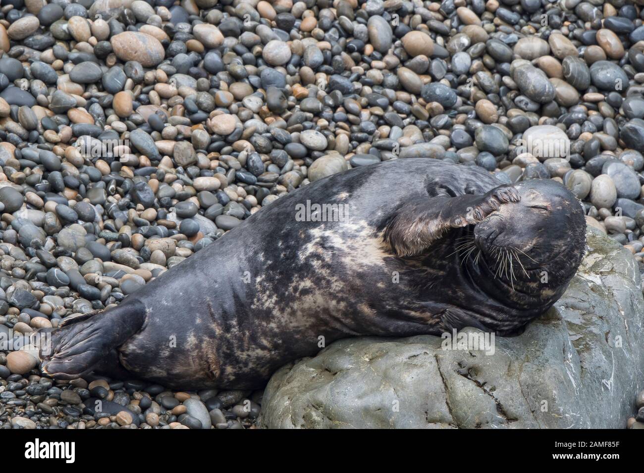 Pebble Beach Animal Uk High Resolution Stock Photography and Images - Alamy
