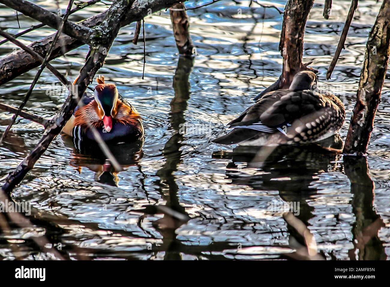 Chilled bird hi-res stock photography and images - Alamy