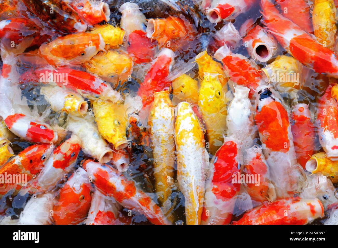 Japan-carp-koi-fish are swiming and feeding in pool Stock Photo - Alamy
