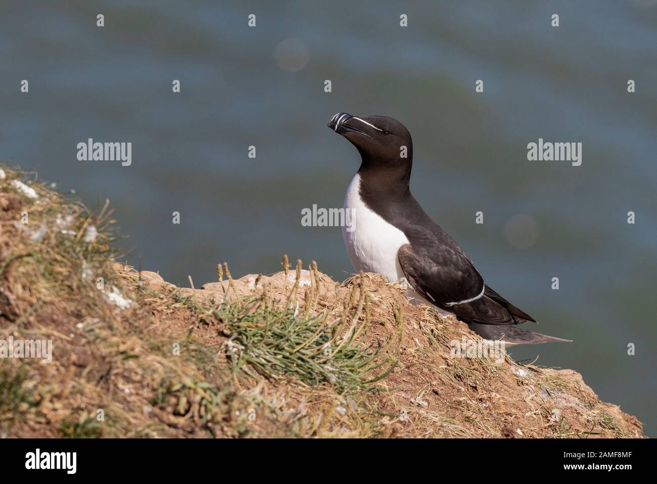 Razorbill diving hi-res stock photography and images - Alamy