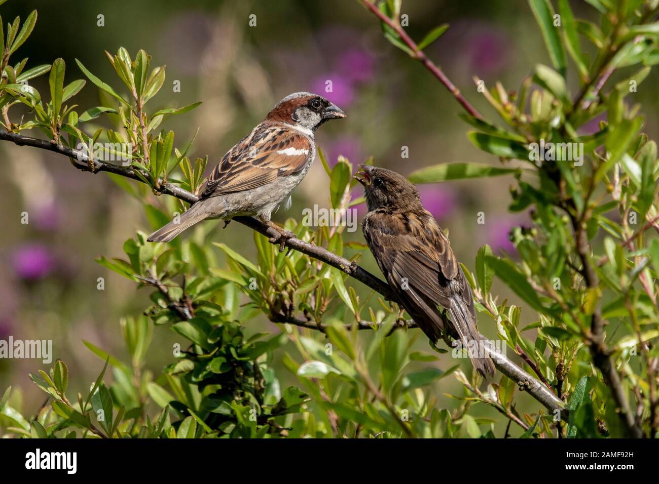 Immature House Sparrow High Resolution Stock Photography and Images - Alamy