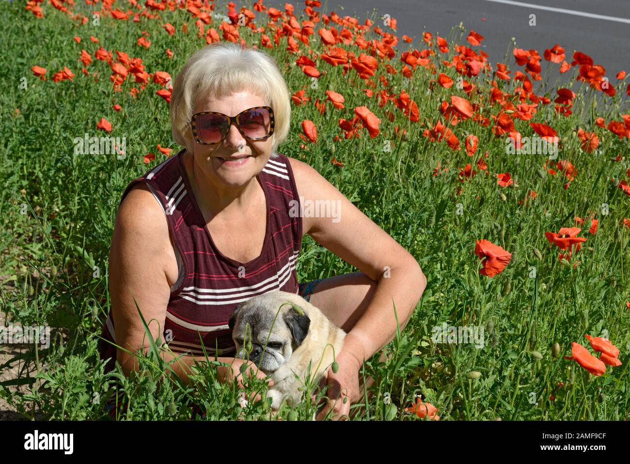 Elderly pug hi-res stock photography and images - Alamy