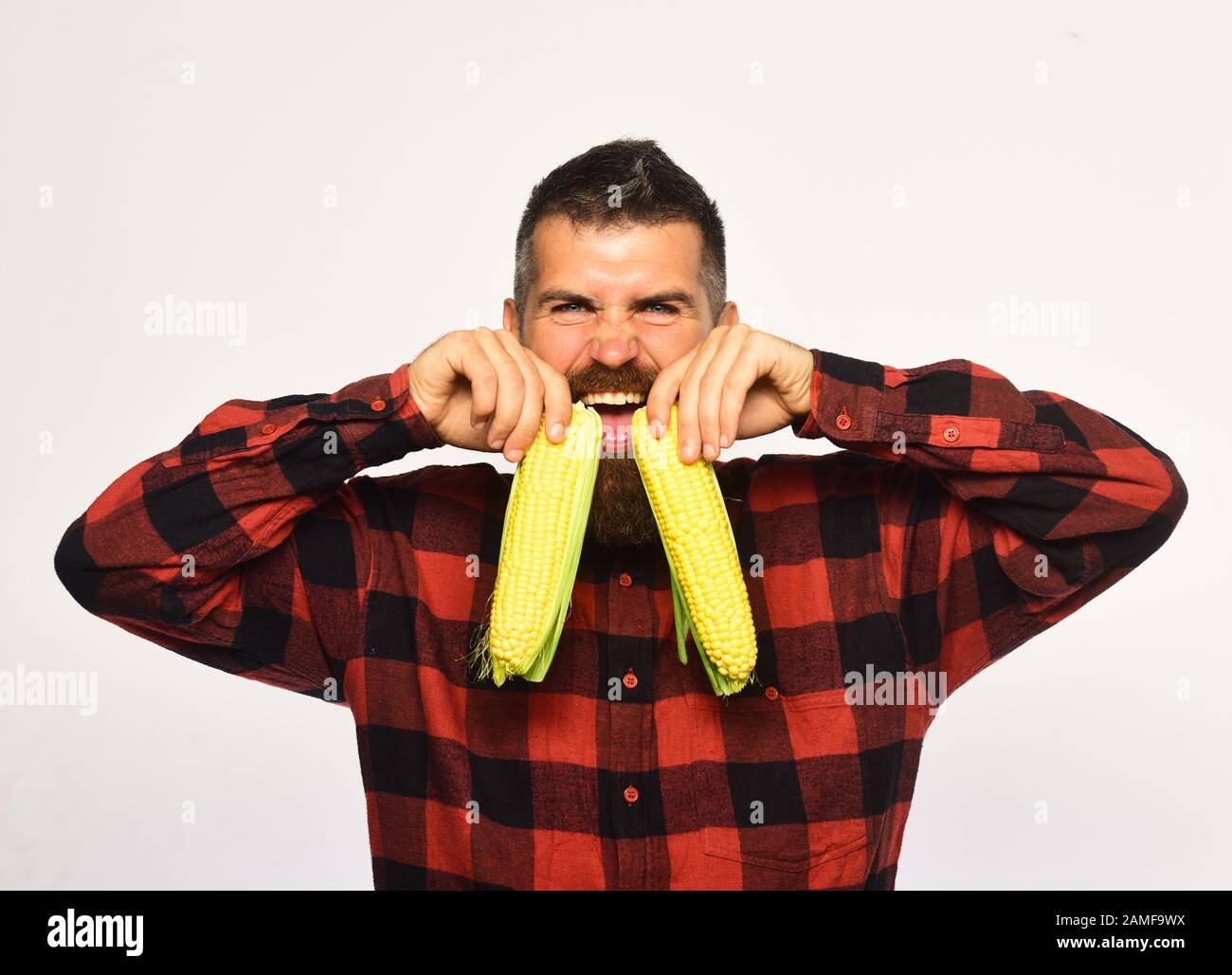 Man with beard holds ripe corn cobs isolated on white background ...