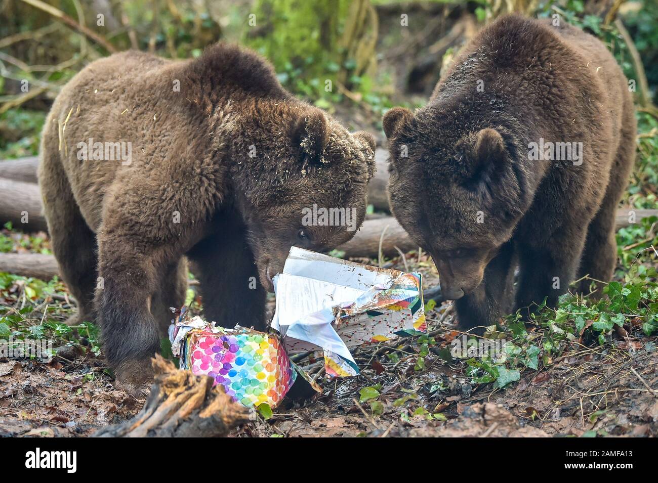 Four bears hi-res stock photography and images - Alamy