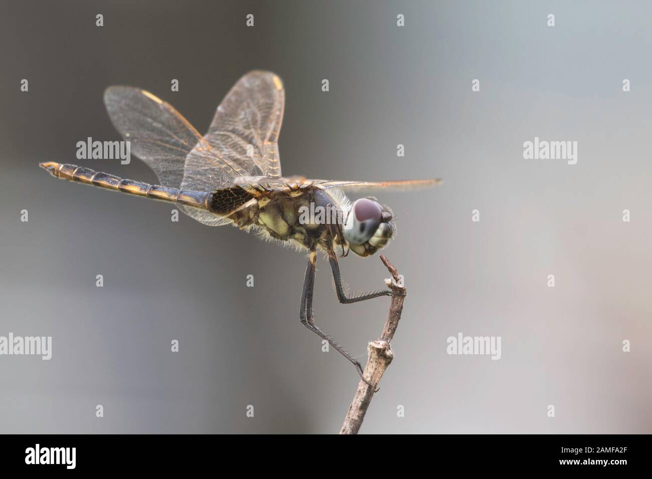 Basker hi-res stock photography and images - Alamy