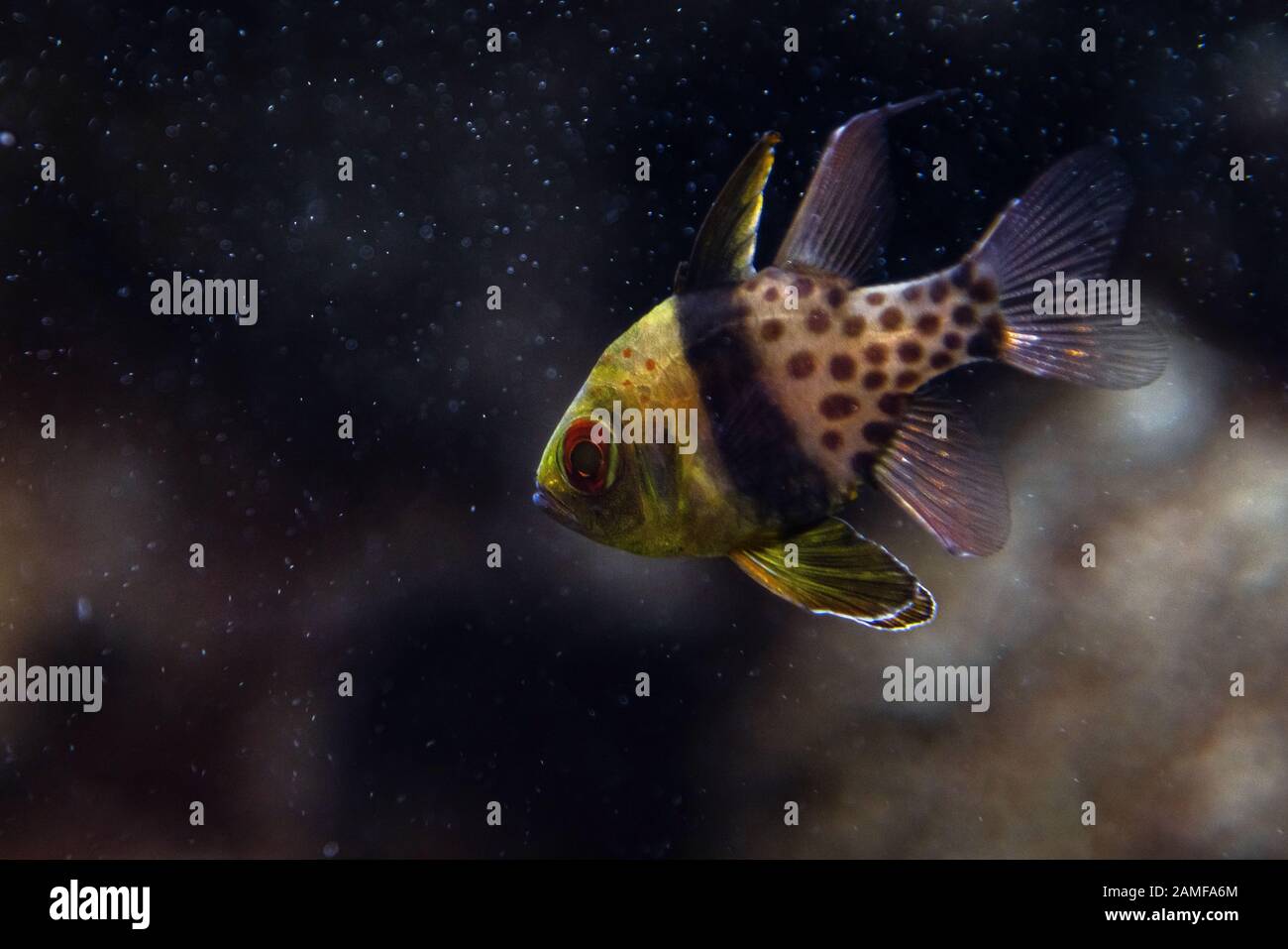 Cardinal fish hi-res stock photography and images - Alamy