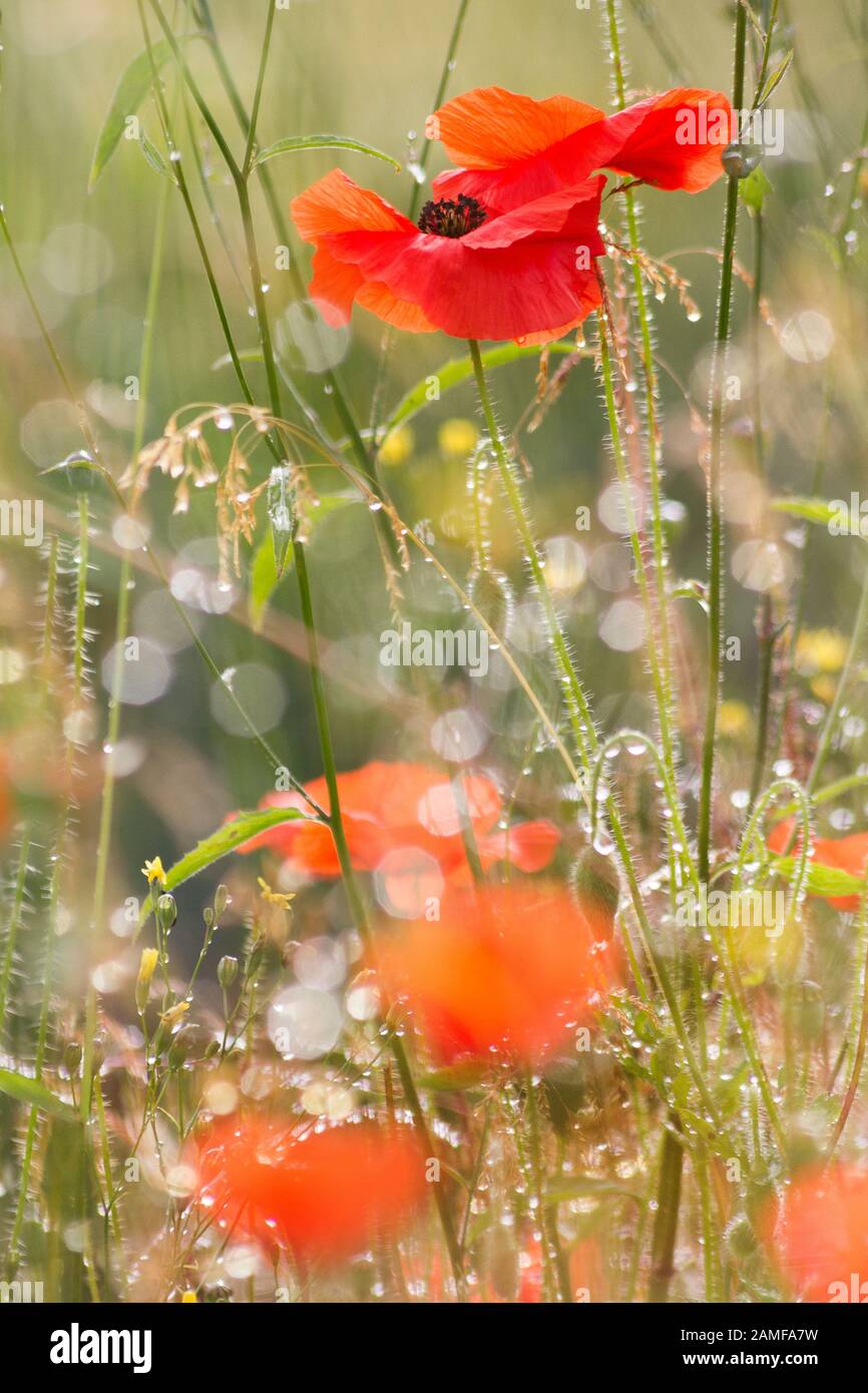 Red Poppy and Morning Dew Stock Photo - Alamy
