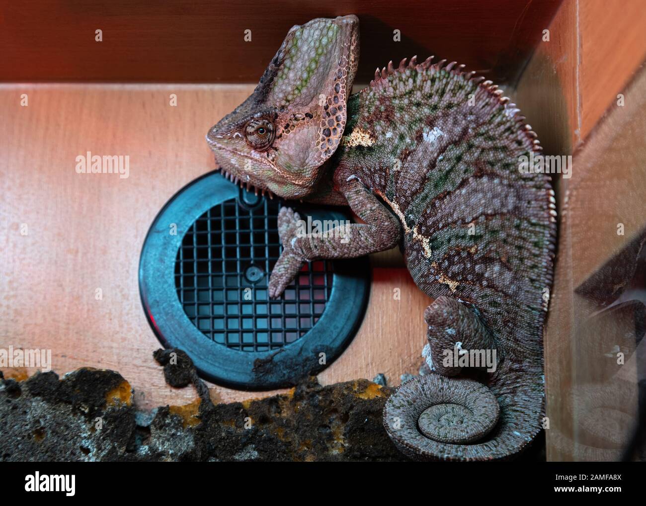 Chameleon lizard in an indoor terrarium. Camouflage tropical lizard ...