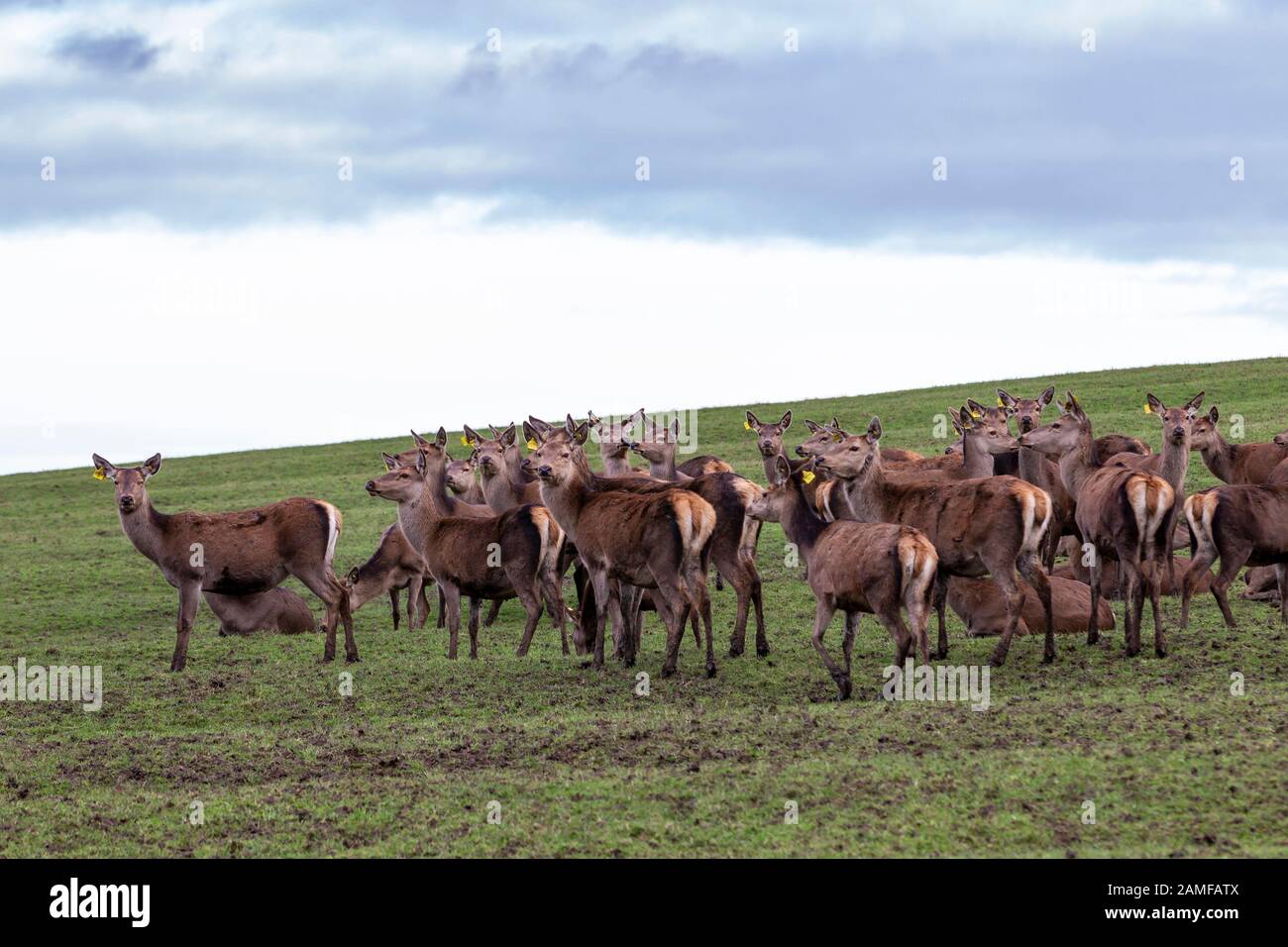 Meat venison hi-res stock photography and images - Alamy