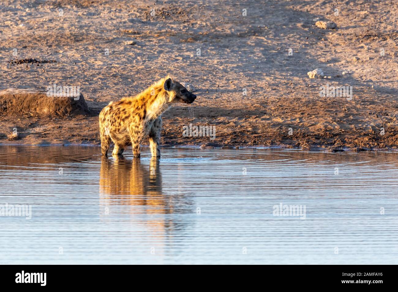 Spotted hyena drinking water from waterhole, Etosha National Park ...