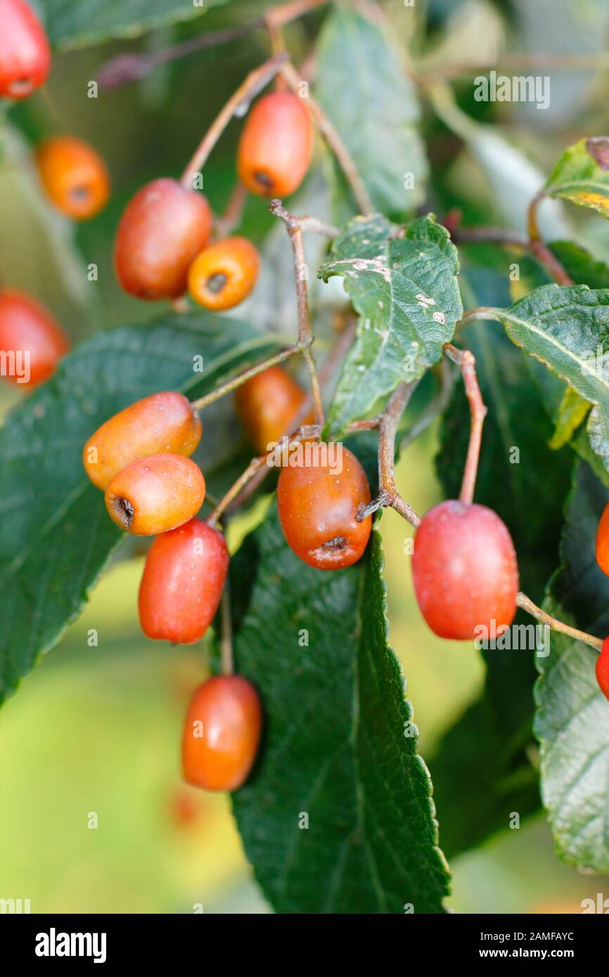 Sorbus emiel hi-res stock photography and images - Alamy