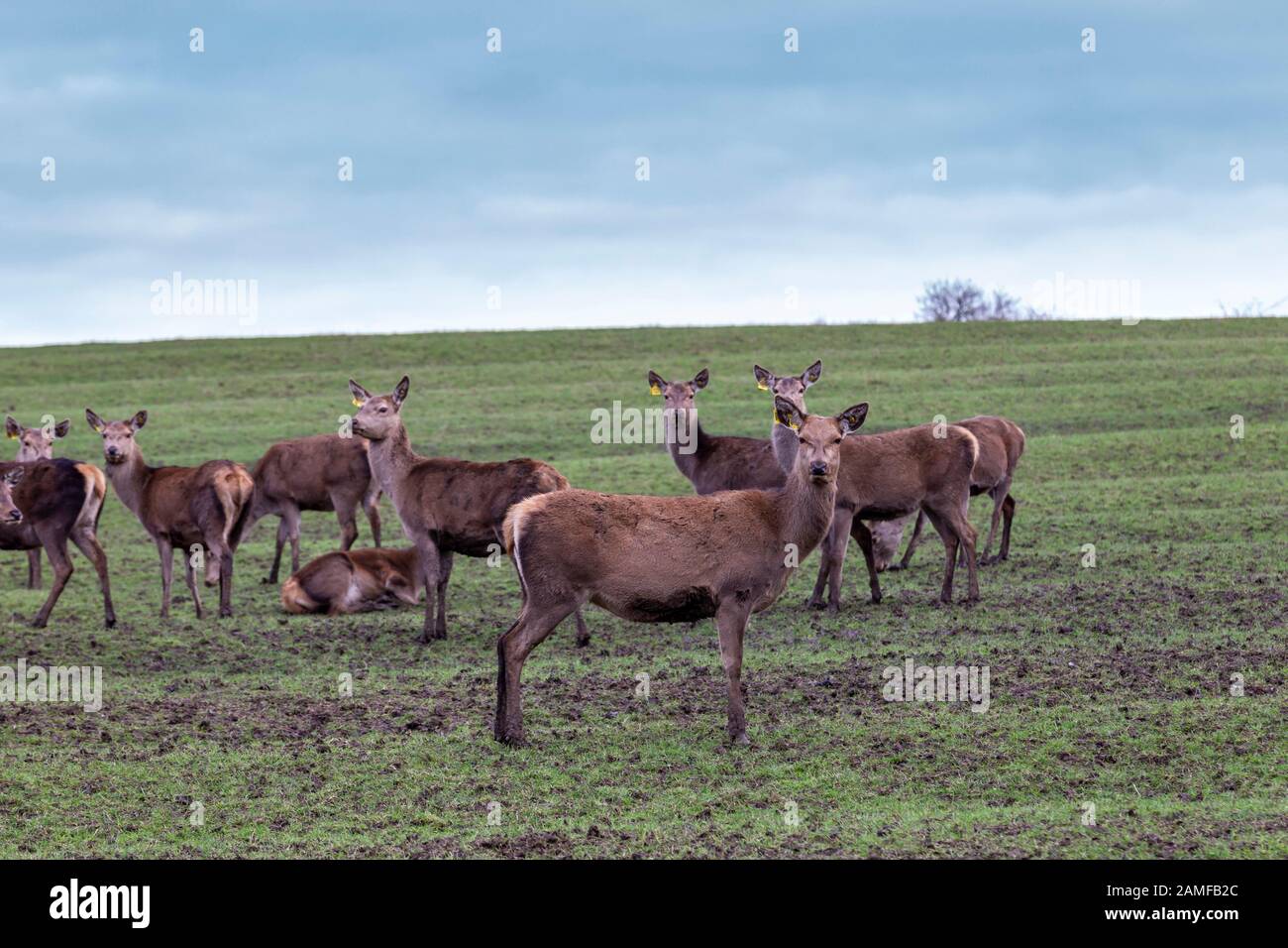 Meat venison hi-res stock photography and images - Alamy