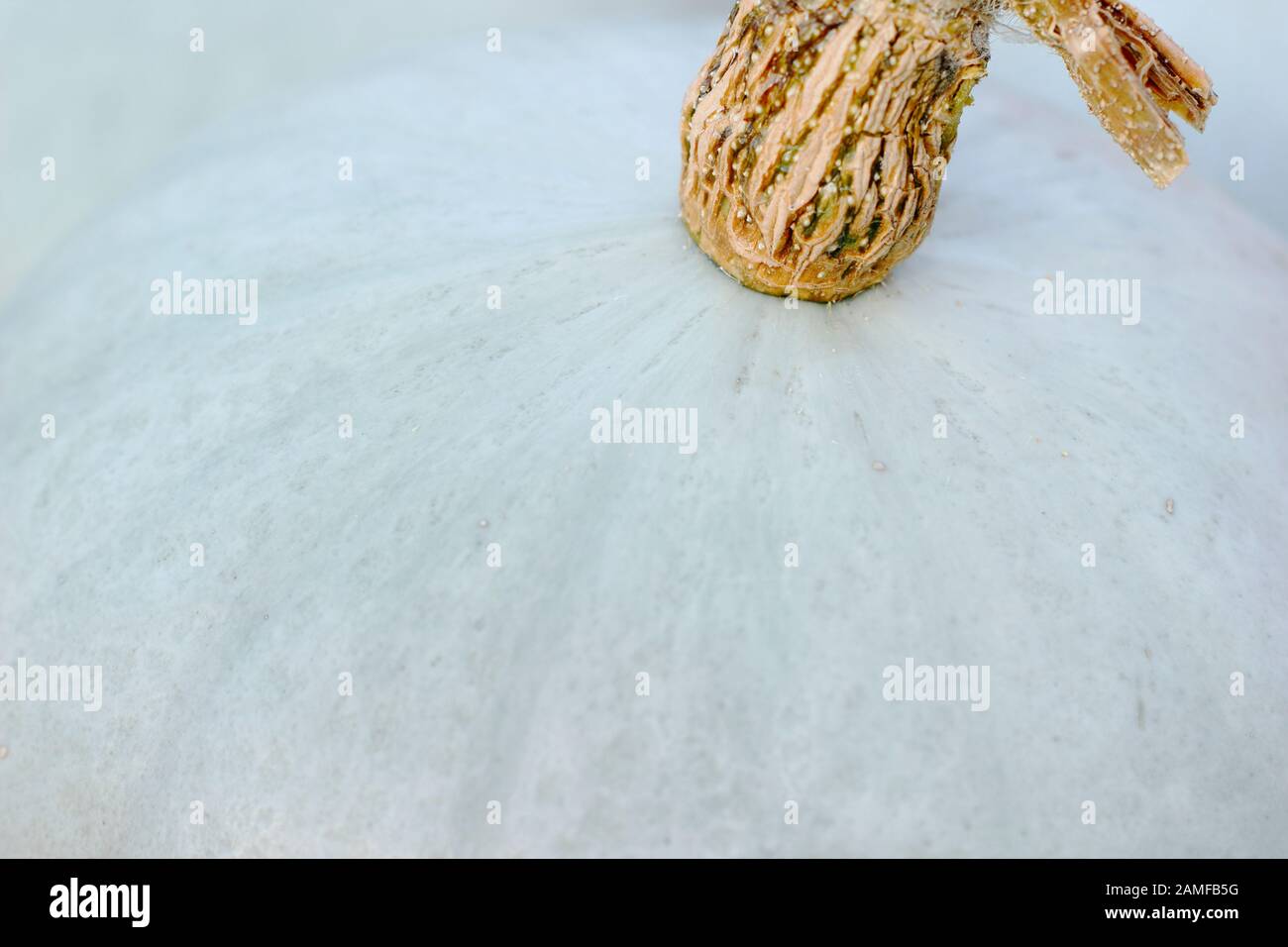 Crown prince squash hi-res stock photography and images - Alamy