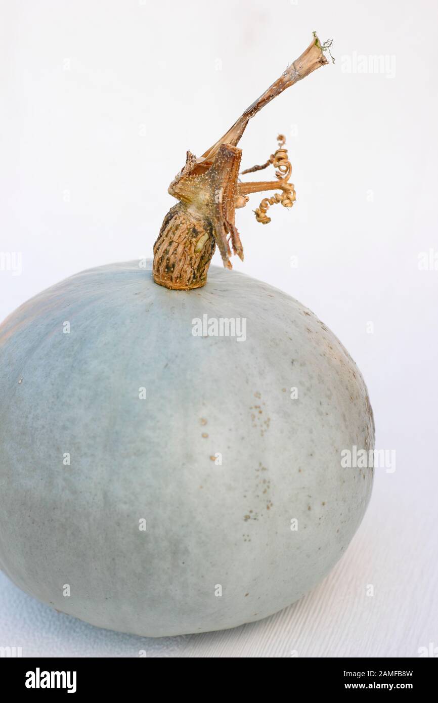 Crown prince squash isolated hi-res stock photography and images - Alamy