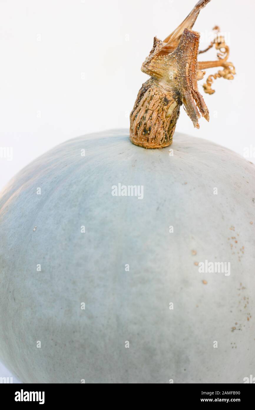 Cucurbita maxima 'Crown Prince'. Home grown Crown Prince squash ...