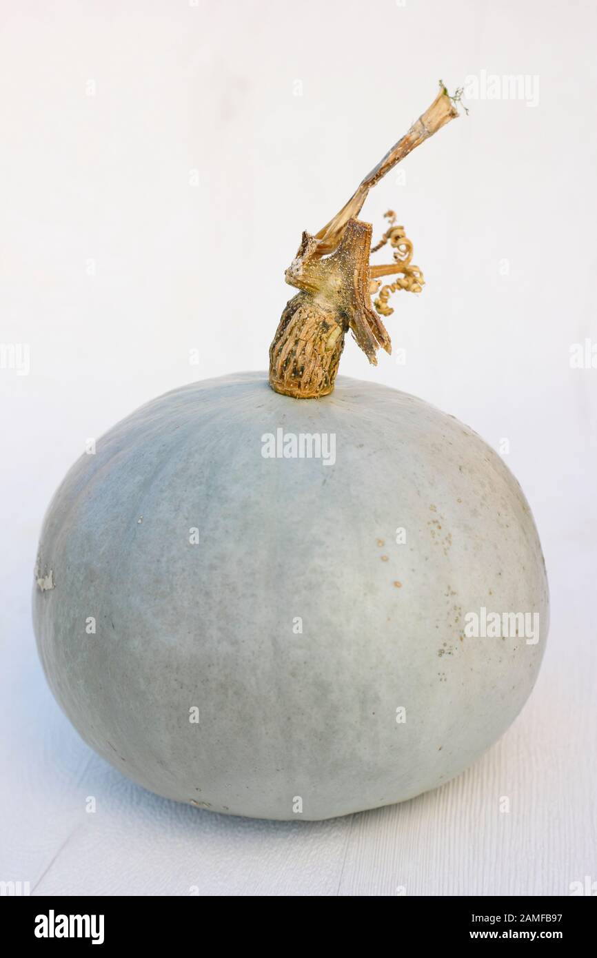 Cucurbita maxima 'Crown Prince'. Home grown Crown Prince squash ...