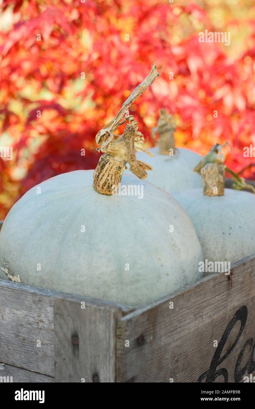 Squah in container hi-res stock photography and images - Alamy