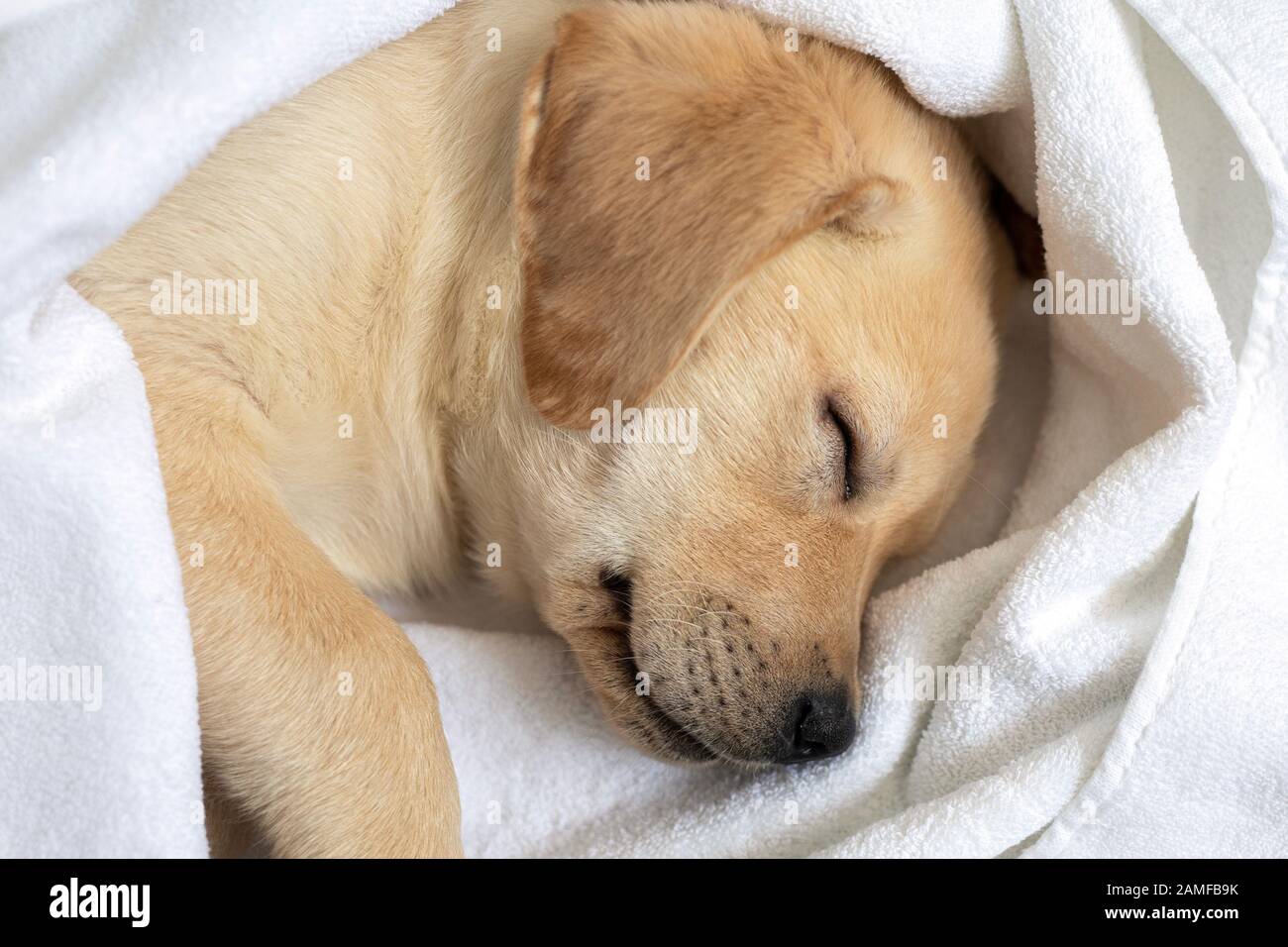 Sleeping Labrador retriever puppy against white background Stock Photo ...