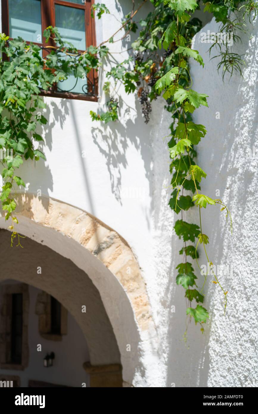 Vines On Brick Wall High Resolution Stock Photography and Images - Alamy