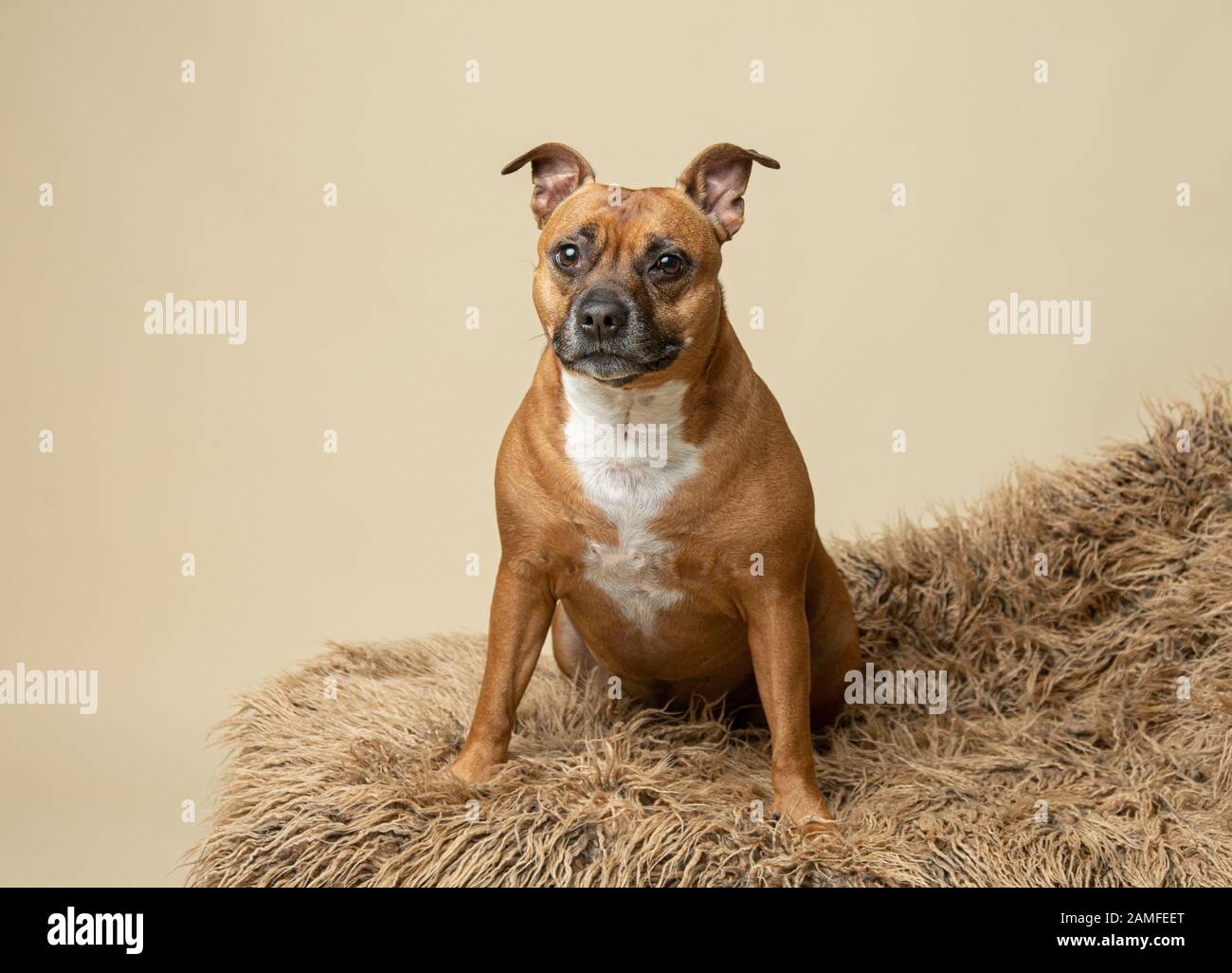 Staffordshire Bull Terrier portrait, the dog is sat on a light brown ...