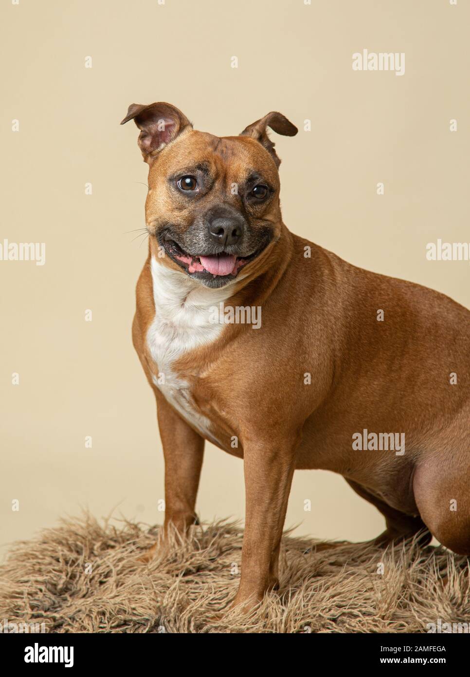 Staffordshire bull terrier in a studio portrait on a cream background ...