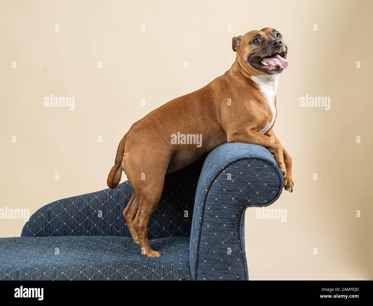 Staffordshire terrier teeth hi-res stock photography and images - Alamy