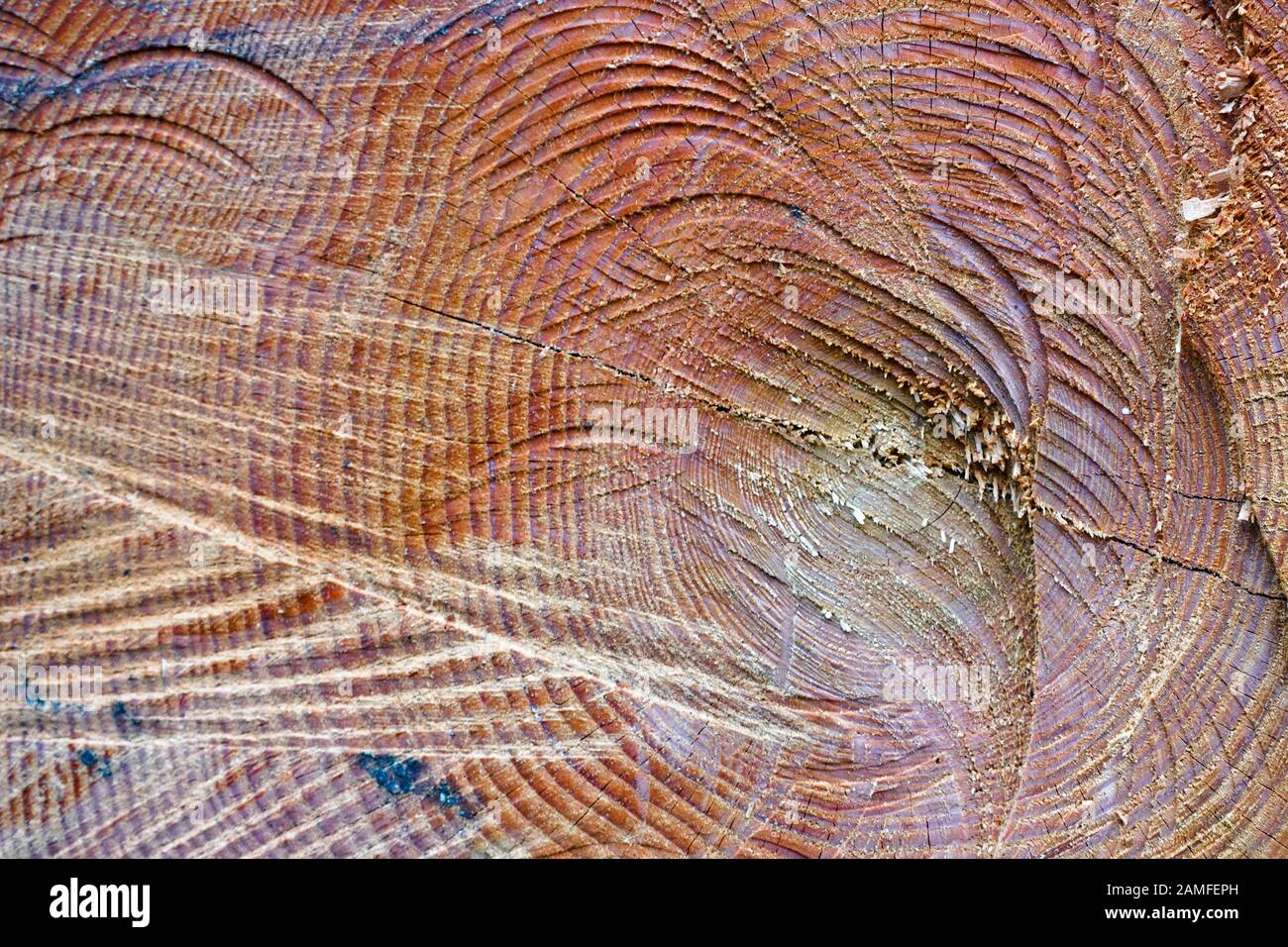 Cross section of spruce and larch lumber. Close-up. Background texture ...