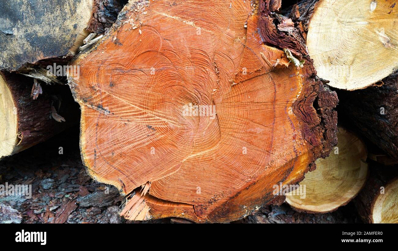 Cross section of spruce and larch lumber. Close-up. Background texture ...