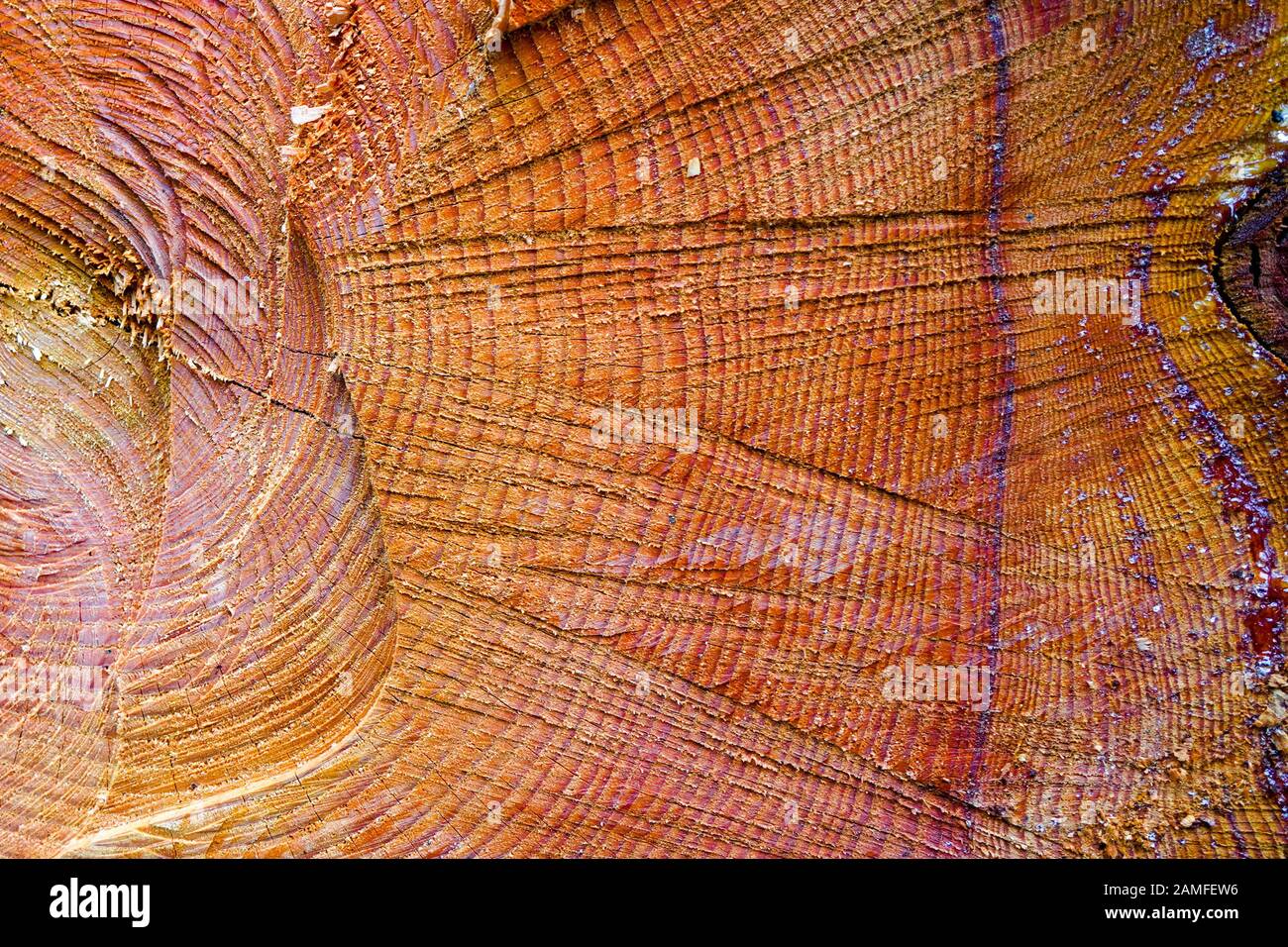 Cross section of spruce and larch lumber. Close-up. Background texture ...