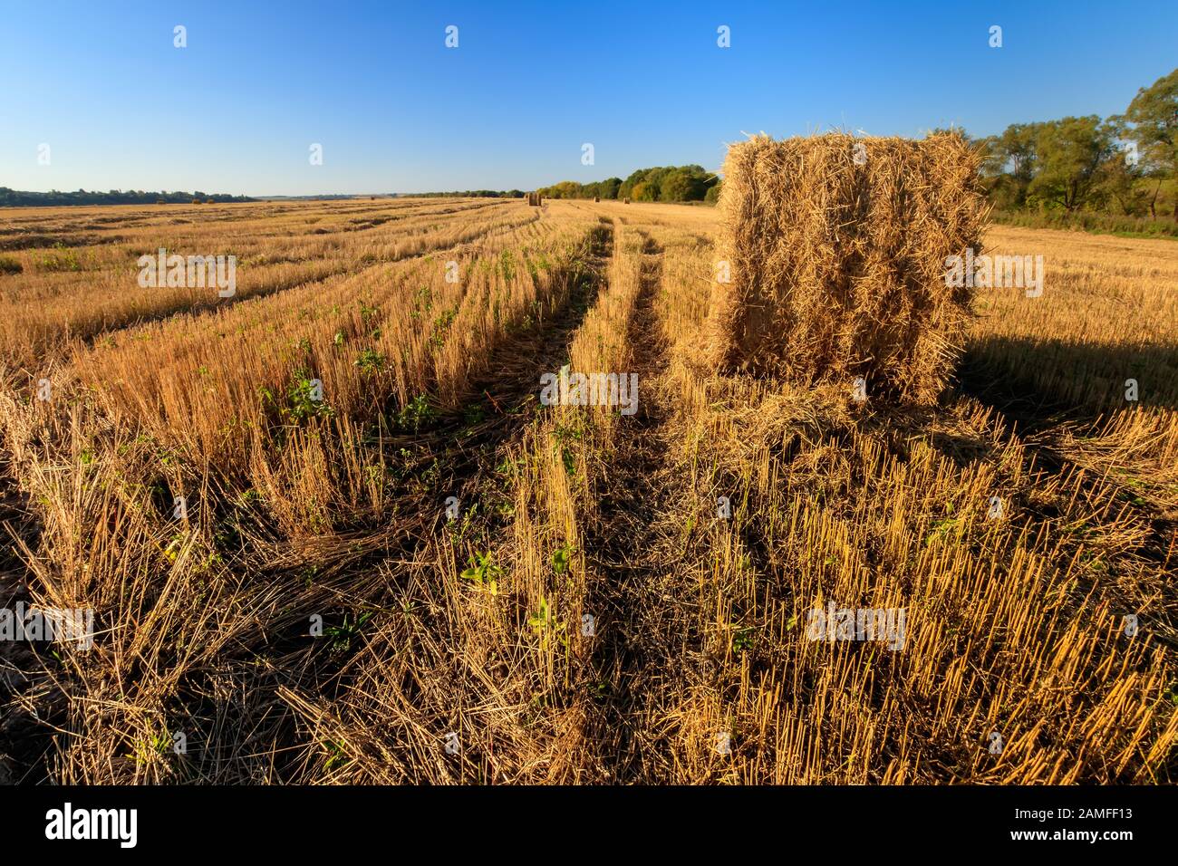 Haystacks on the field in Autumn season. Rural landscape with blue sky ...