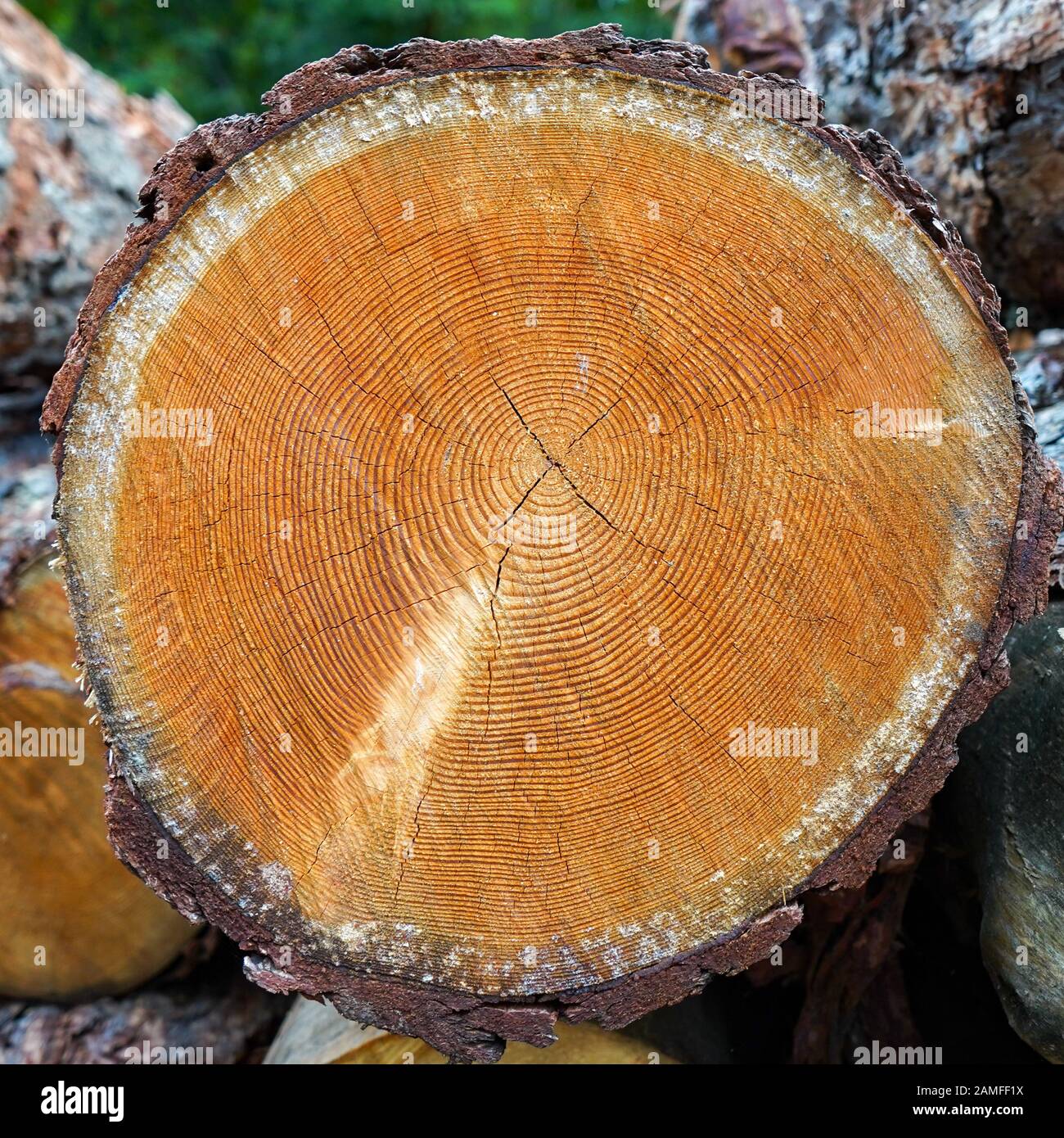 Cross section of spruce and larch lumber. Close-up. Background texture ...