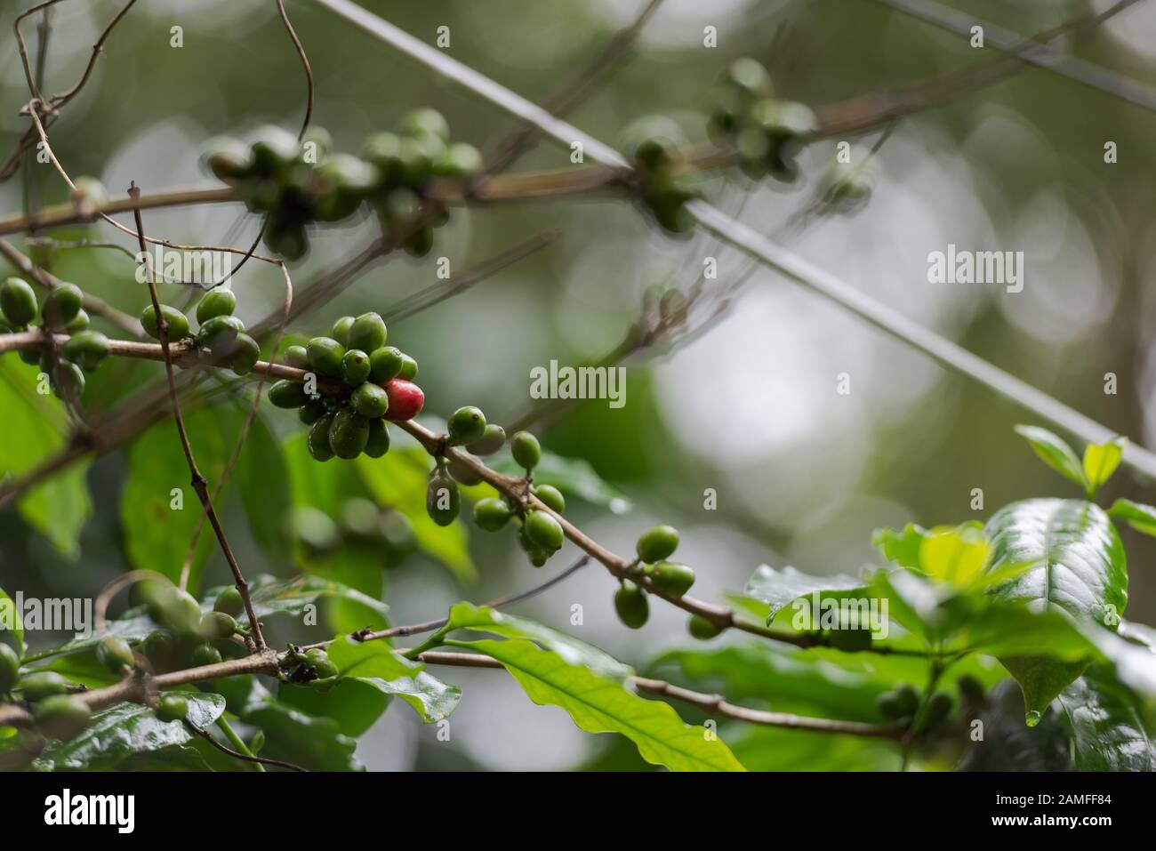 Coffee beans hanging on coffee bush in Kerala, South India Stock Photo ...