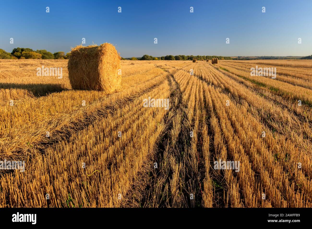 Haystacks on the field in Autumn season. Rural landscape with blue sky ...