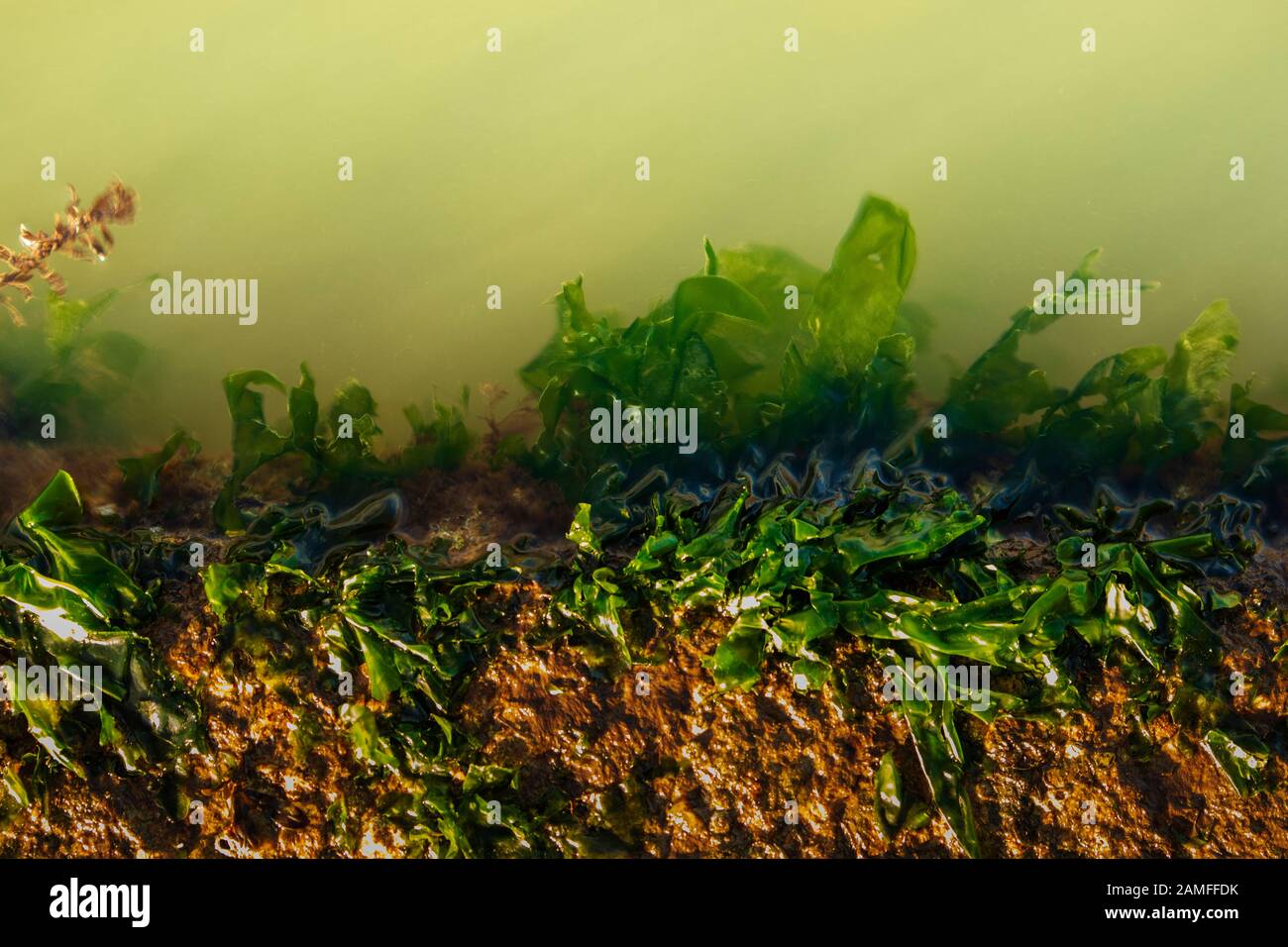 Seaweed at Edge of a Bathing Pool on Seafront at Chalkwell near ...