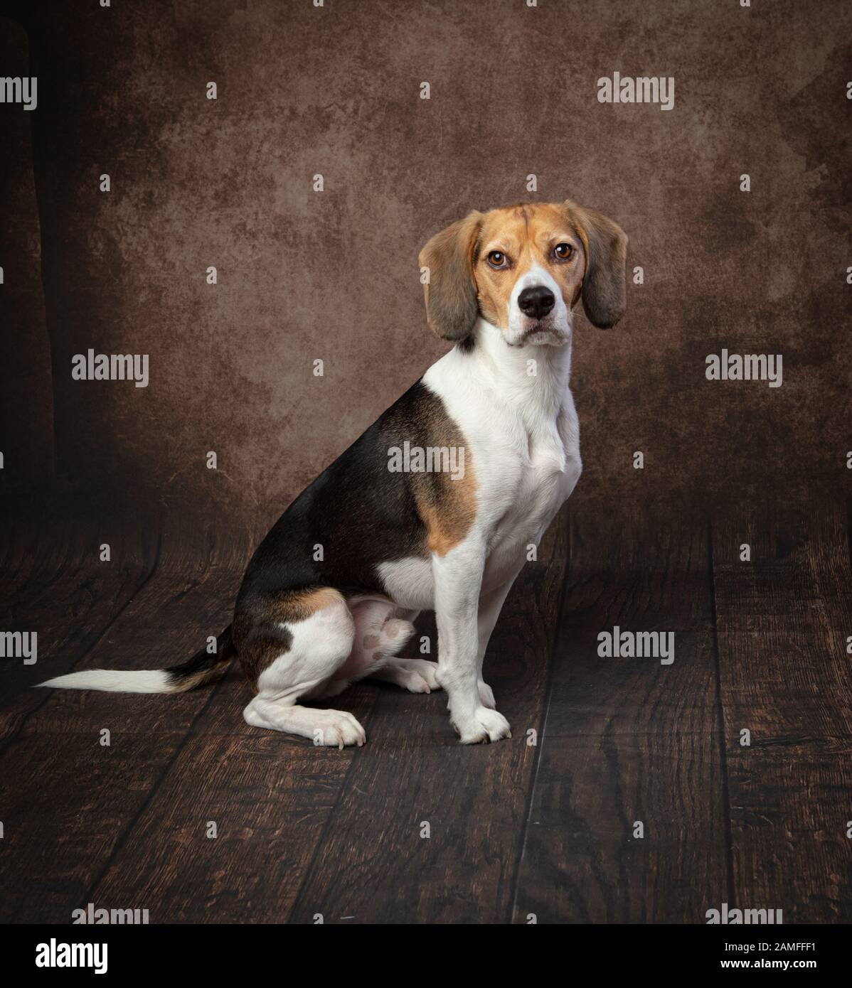 Beagle sat in a proud stance on a rich brown coloured studio backdrop ...