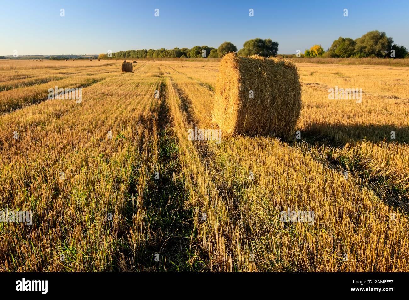 Haystacks on the field in Autumn season. Rural landscape with blue sky ...