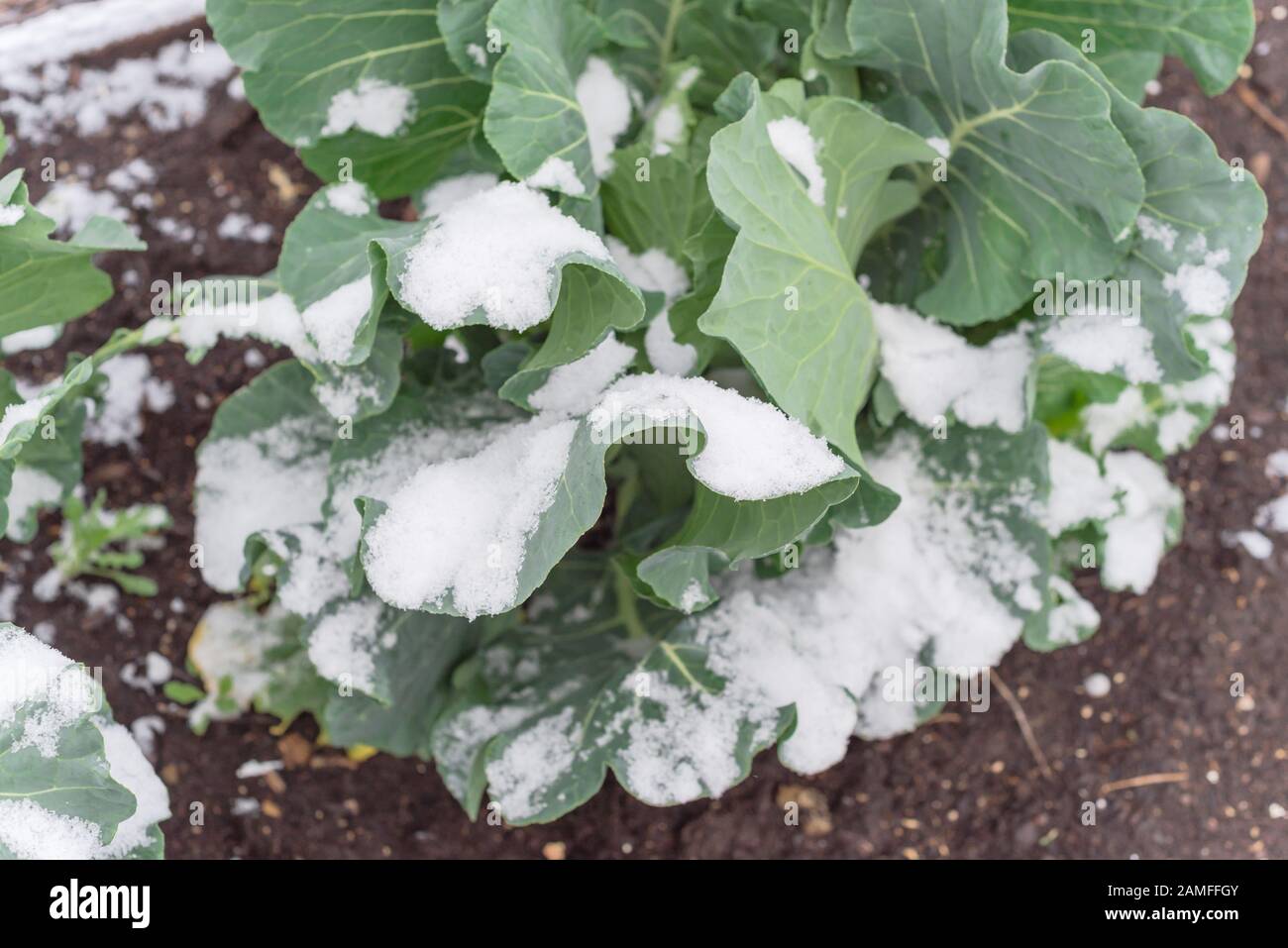 Healthy broccoli plant covered by snow in raised bed garden near Dallas ...