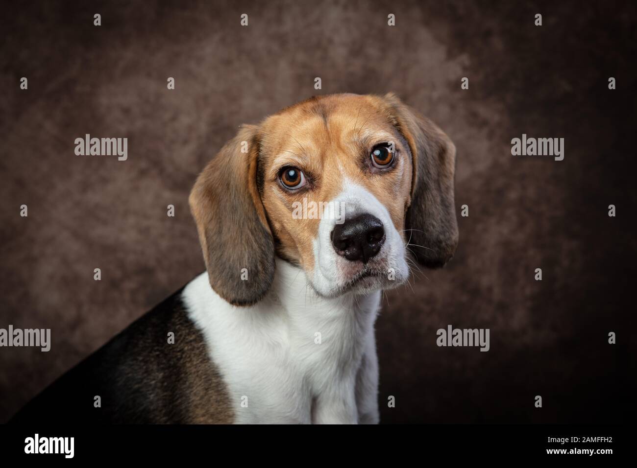 Studio portrait of a Beagle dog who is looking directly into the camera ...