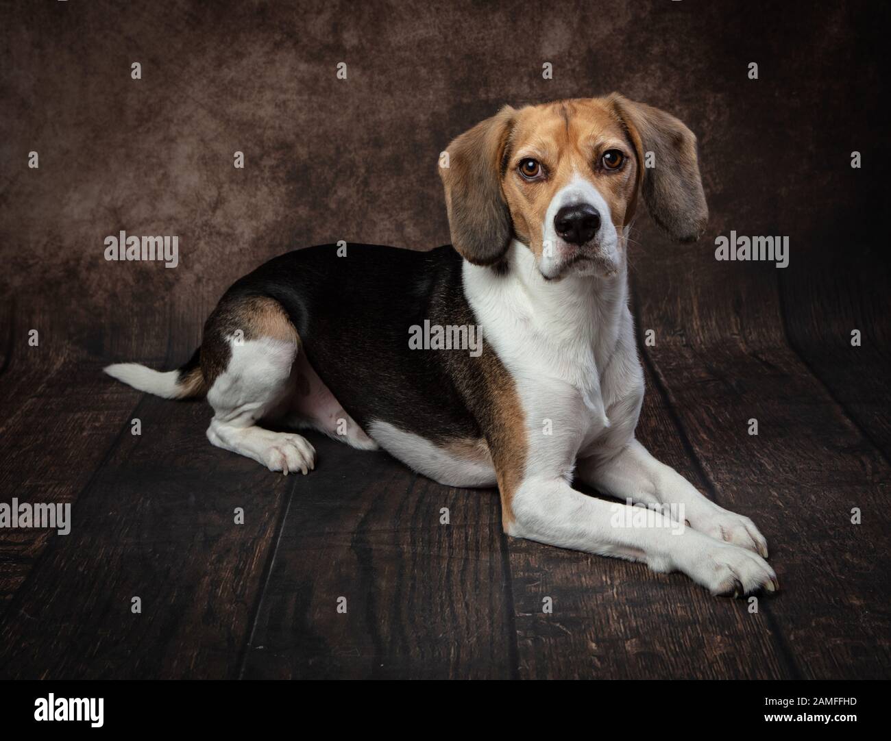 A classic studio portrait of a younf male BEagle dog laid down on a ...