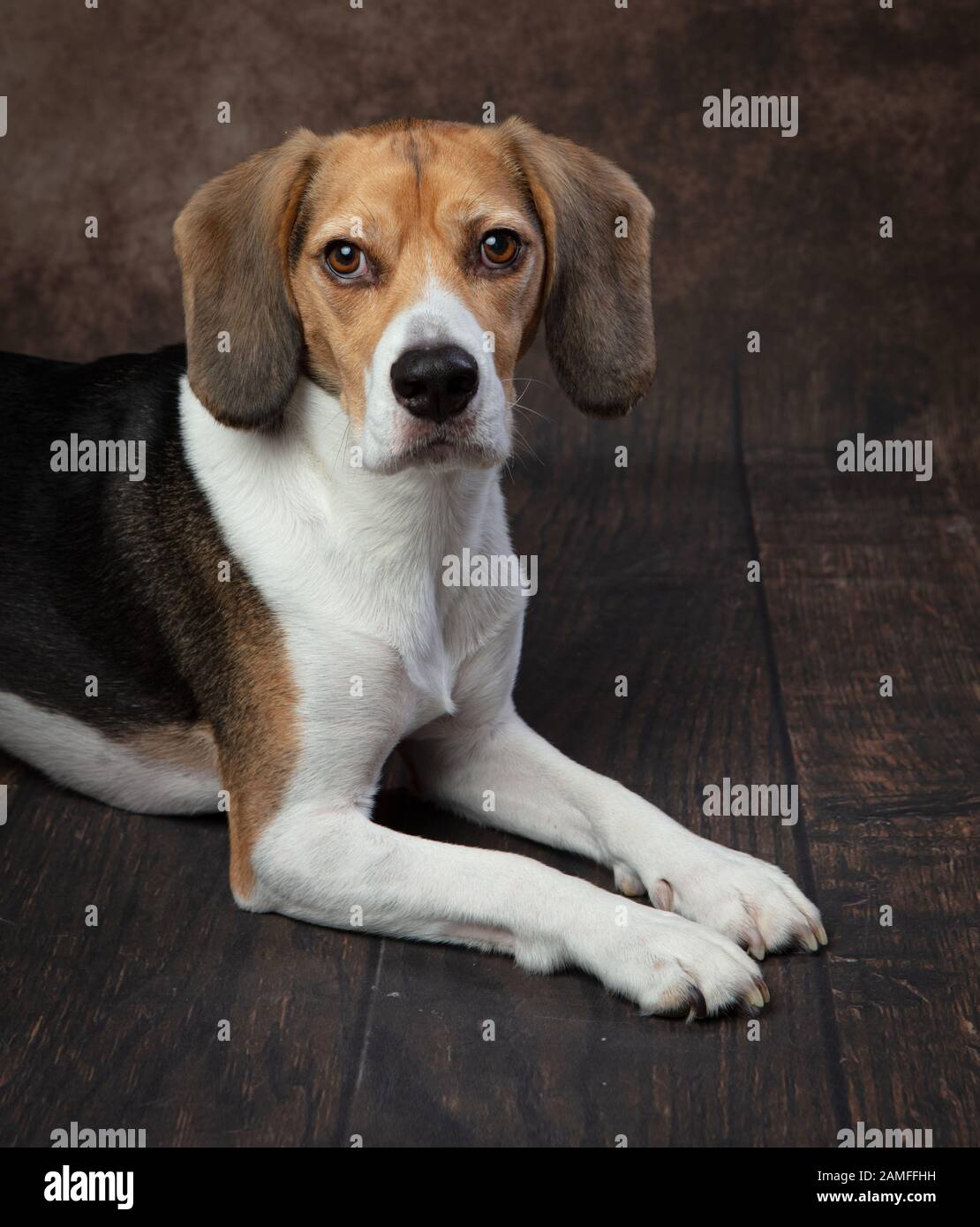 Size of the dog hi-res stock photography and images - Alamy